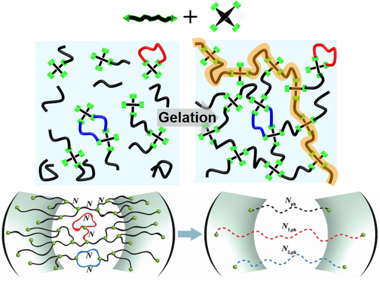 Topological Defects in Polymer Networks – Olsen Research Group